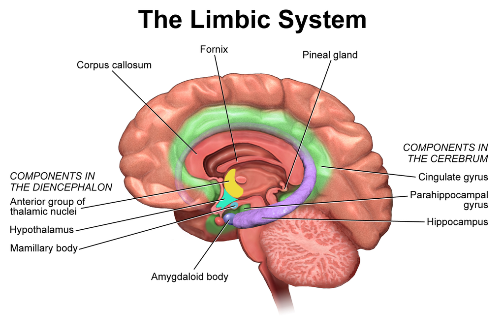 Scientists Discover Brain Circuits Attached to Mood, and How to Hack ...