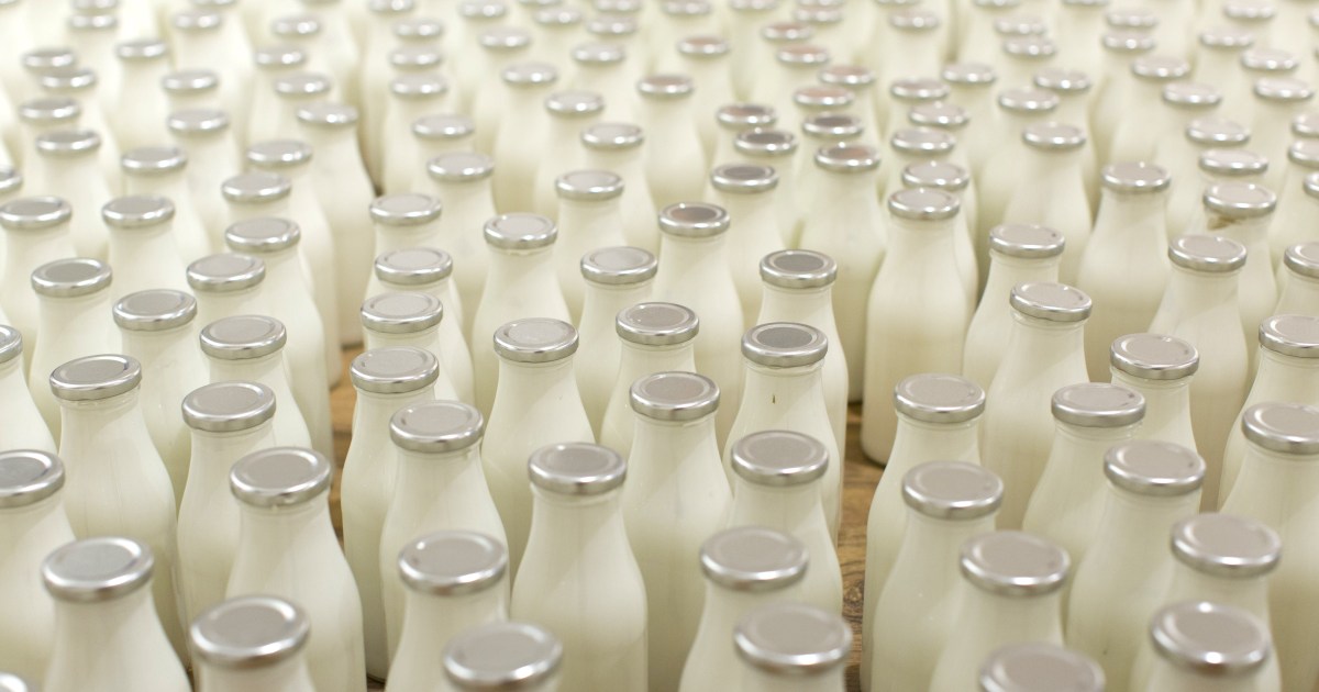 Cockroach milk: The superfood of the future is now - Big Think