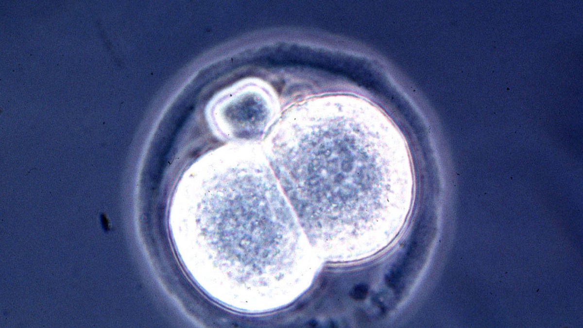 Science Is One Step Closer to Cloning a Race of Super Humans - Big Think