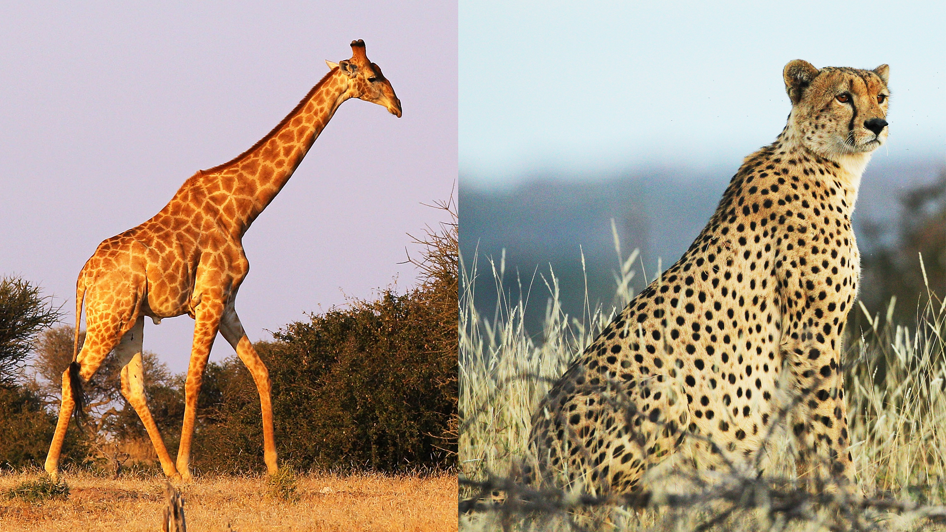 Giraffes and Cheetahs Are Going Extinct, Warn Scientists. Why Should ...