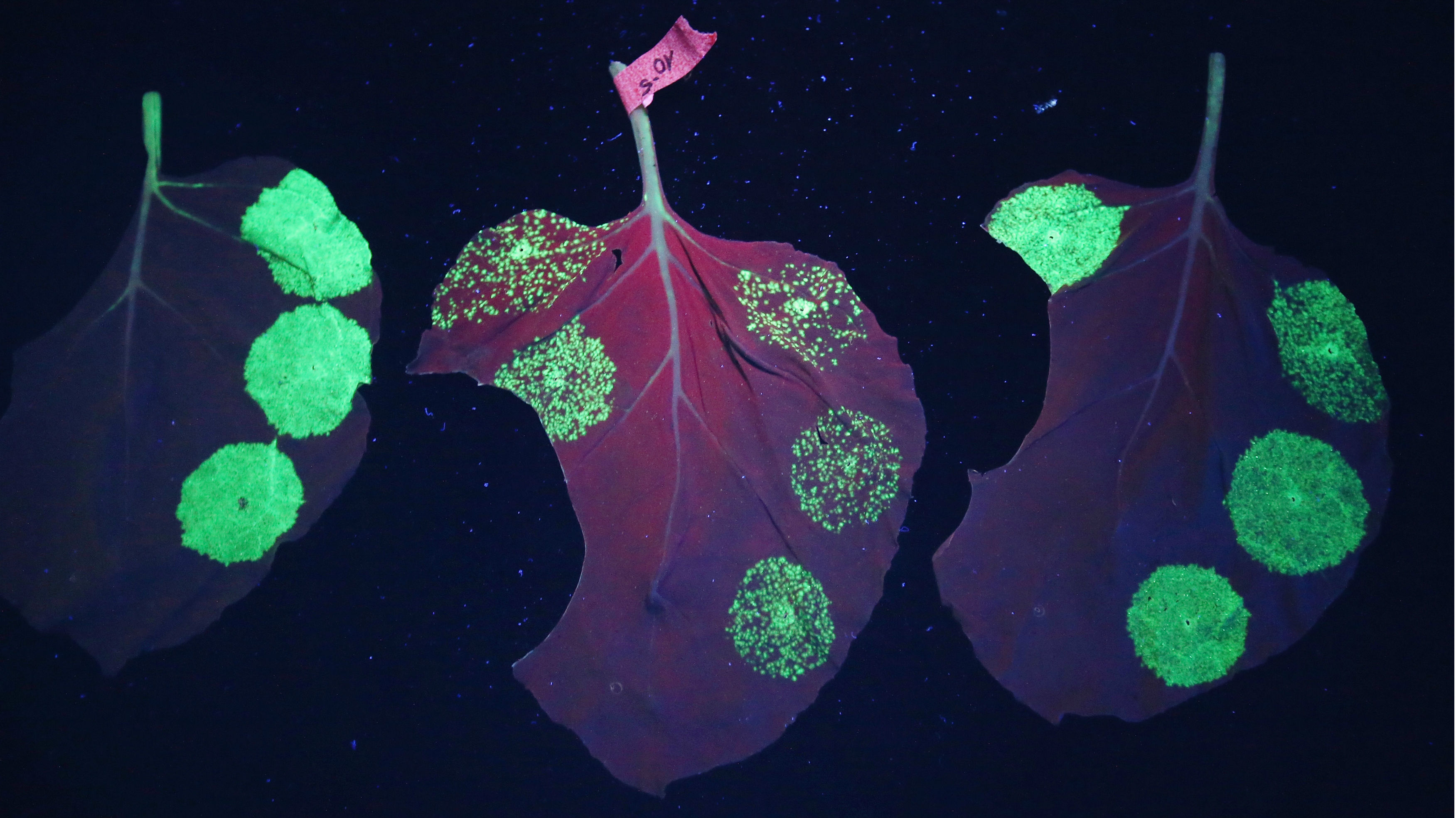 Engineers Create Plants That Glow - Big Think
