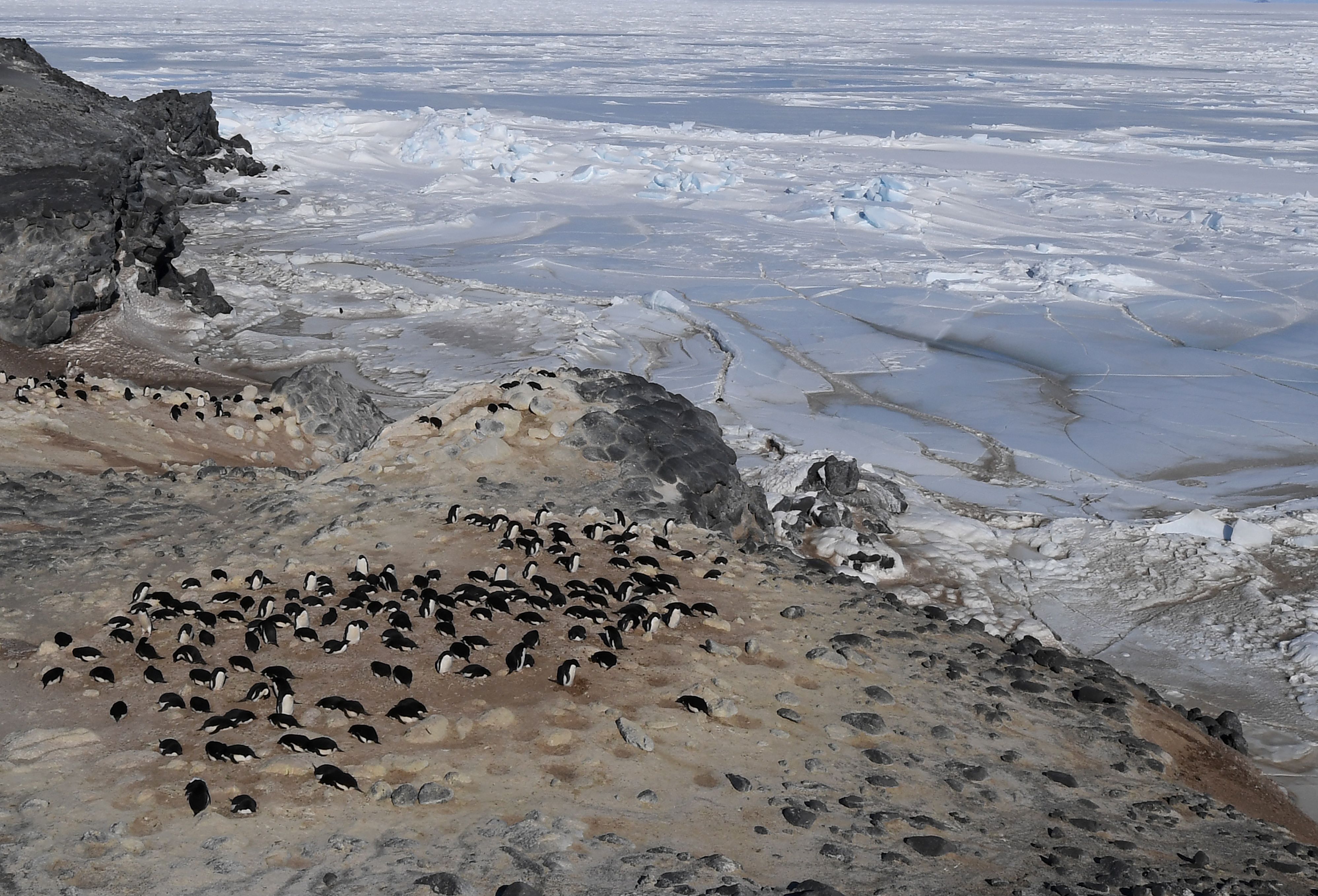A penguin "mega-colony" has just been discovered, far away from humans ...