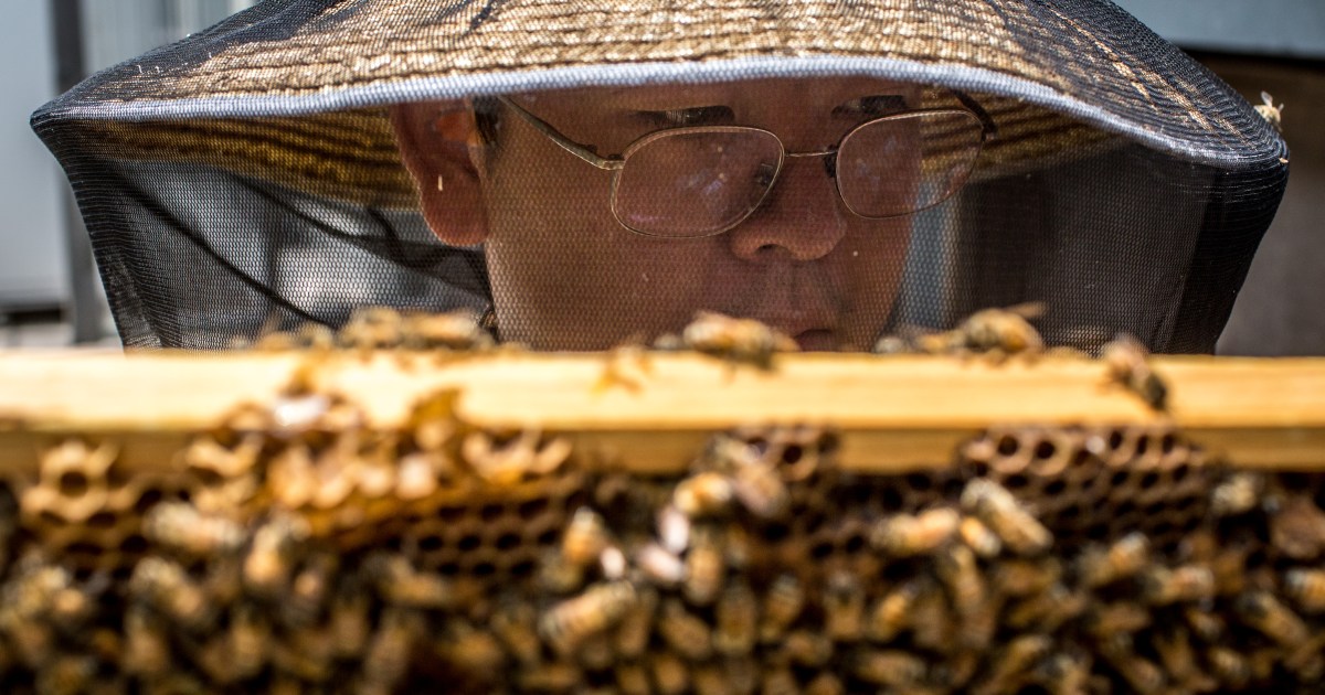 Bee colonies make decisions the same way the human brain does - Big Think