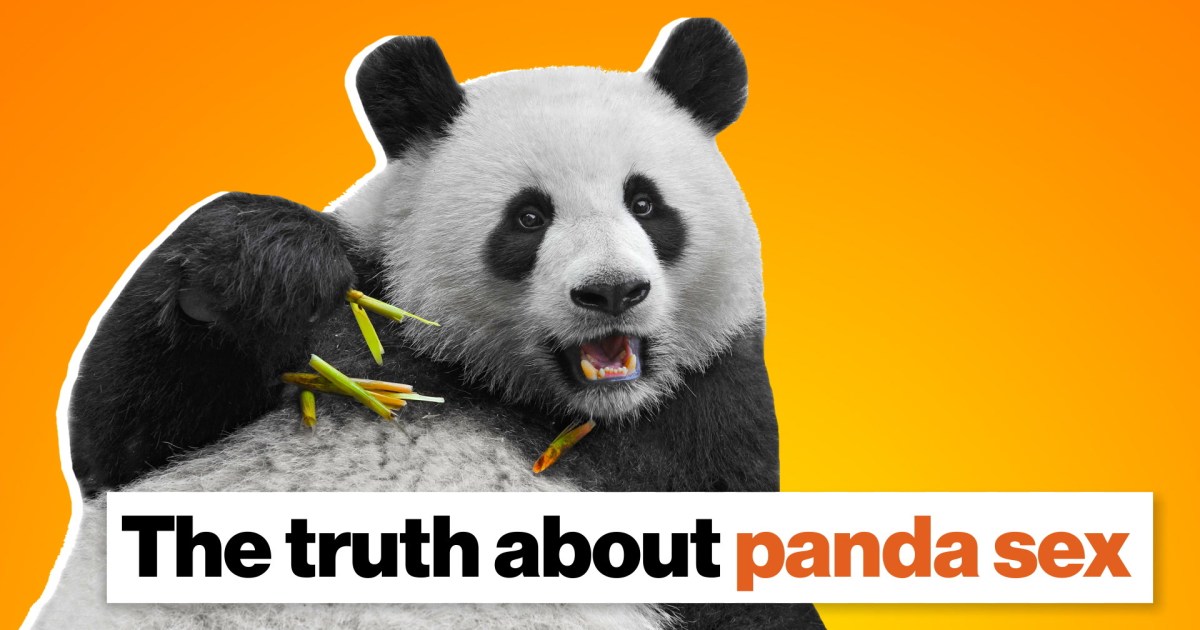 The truth about panda sex - Big Think