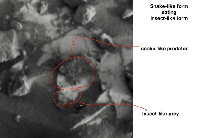 Insects on Mars? Ohio scientist claims NASA images show life on red ...