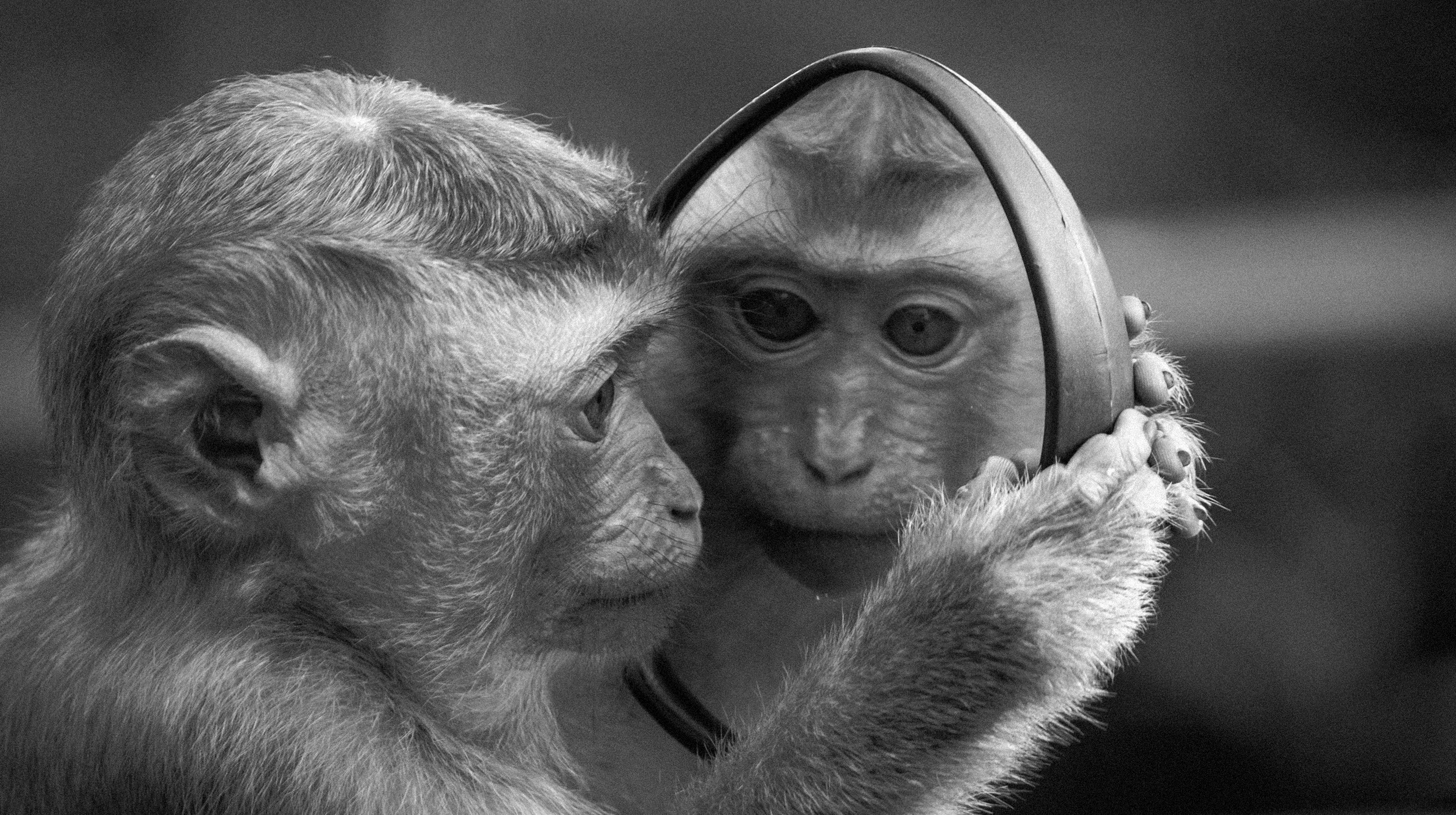 Monkeys are capable of inferential reasoning, study shows - Big Think