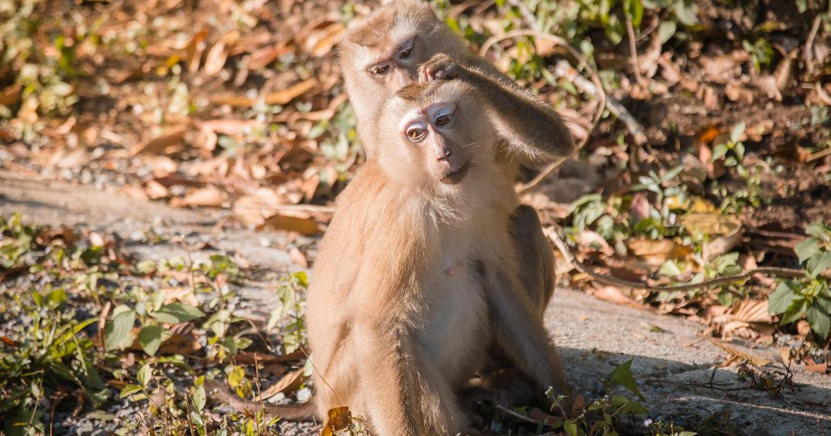 Animal altruism: nature isn’t as cruel as the Discovery Channel says ...