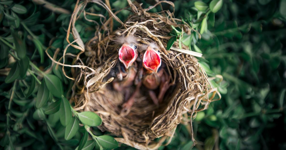 Baby beasts: Love and evolution in the animal kingdom - Big Think