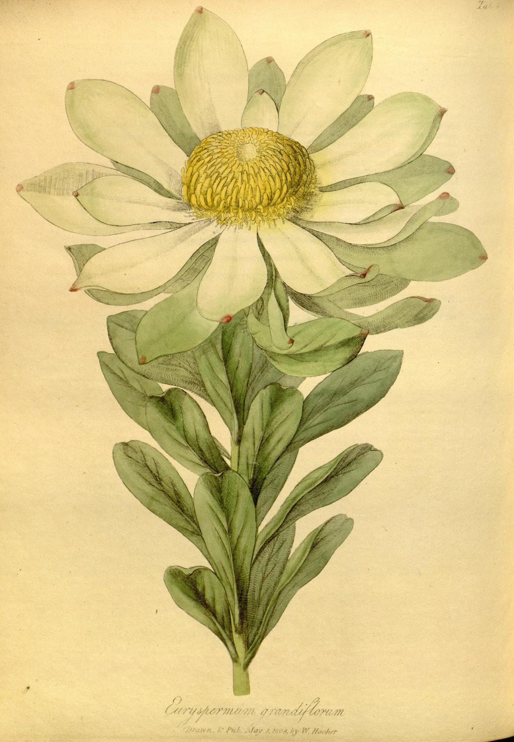 How scientists and artists resurrected the scents of extinct flowers ...