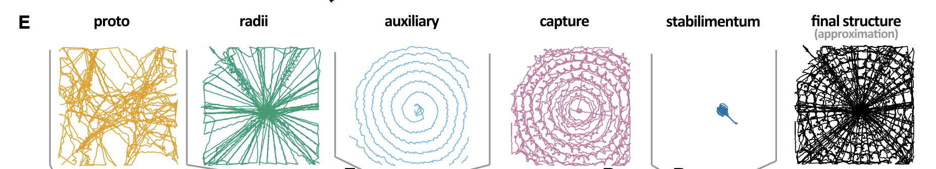 Spider webs: How simple arachnids weave complex structures - Big Think