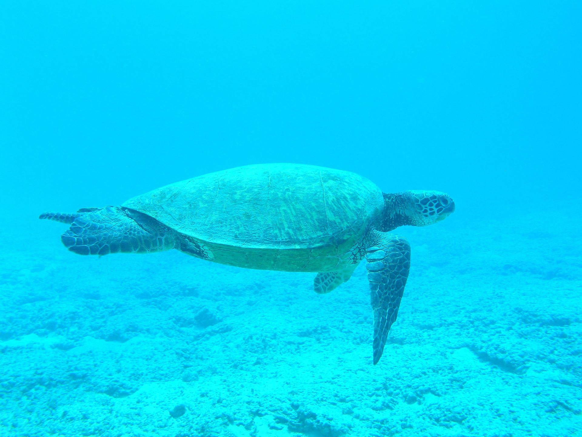The skies and oceans are both blue, but for different reasons - Big Think
