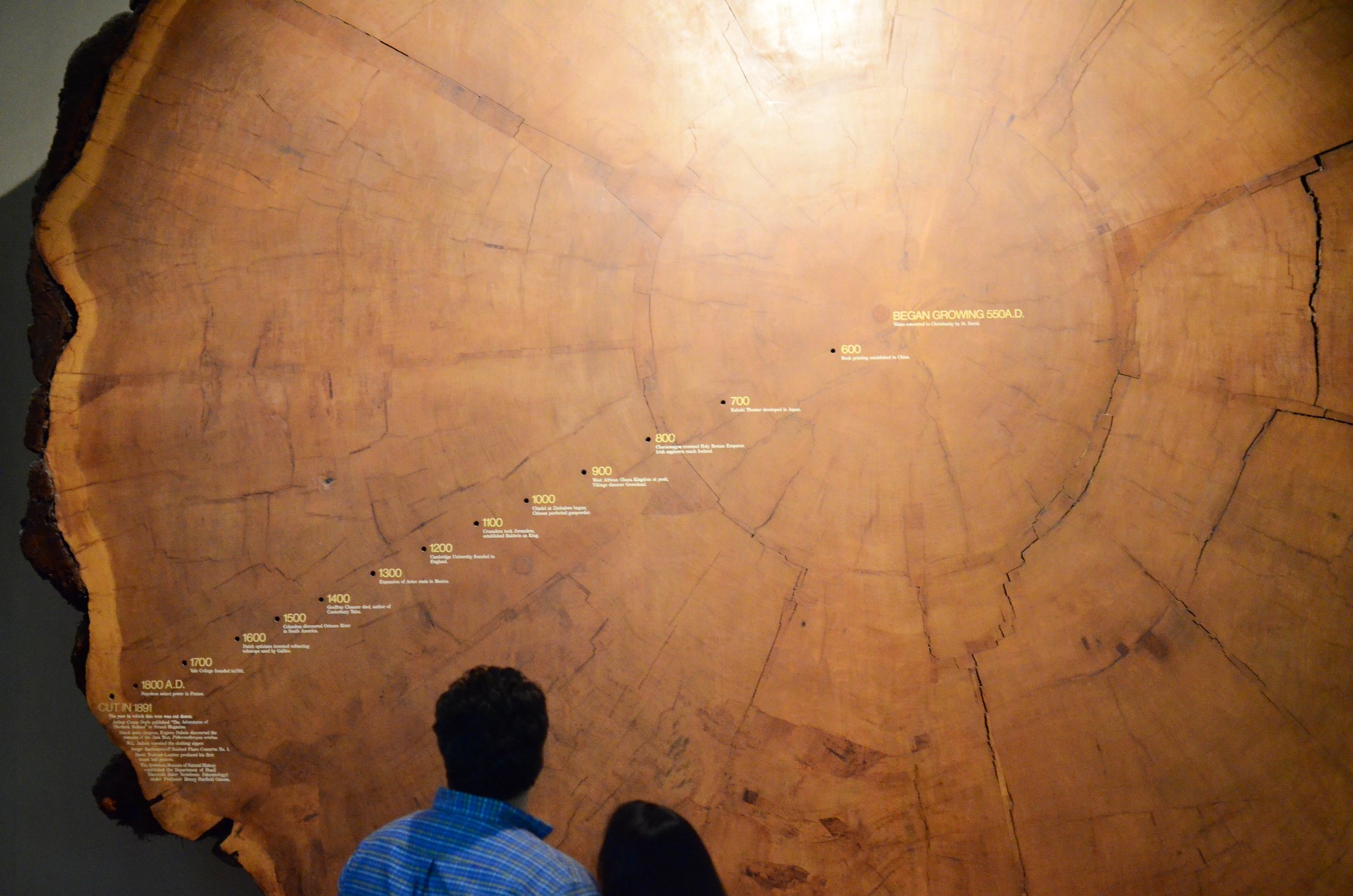 World's oldest trees reveal the largest solar storm in history - Big Think