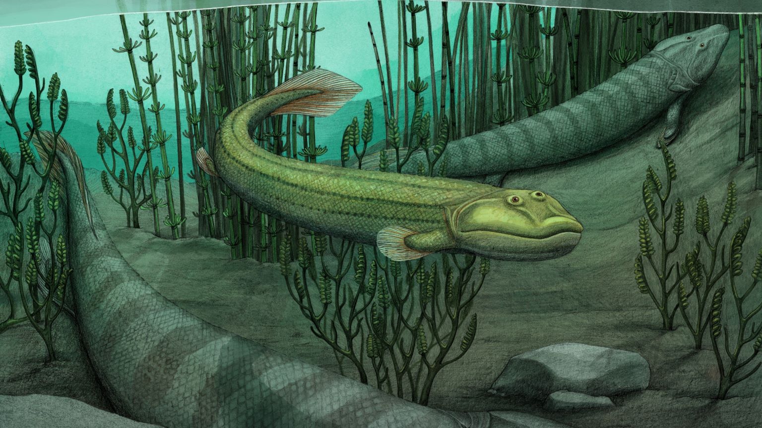 Qikiqtania: the fossil fish who stayed in the water - Big Think