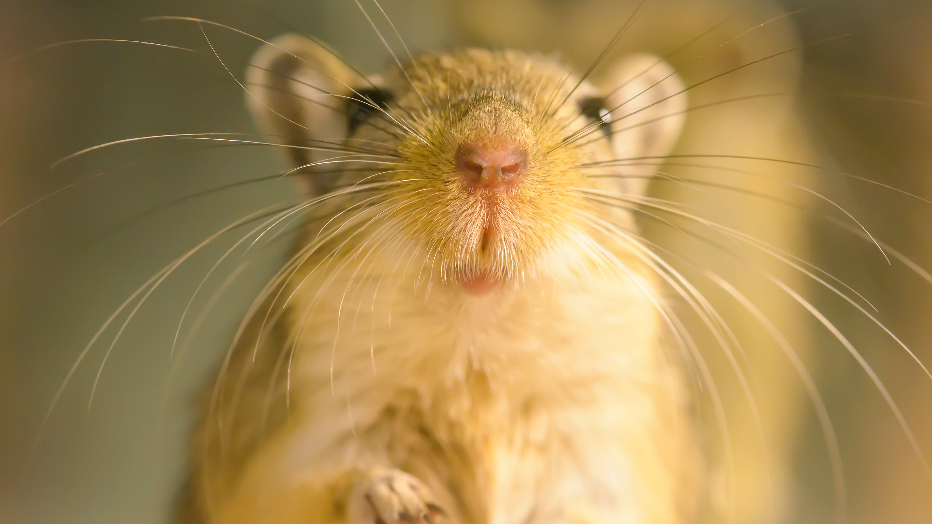 Testosterone-injected gerbils become extra-cuddly - Big Think