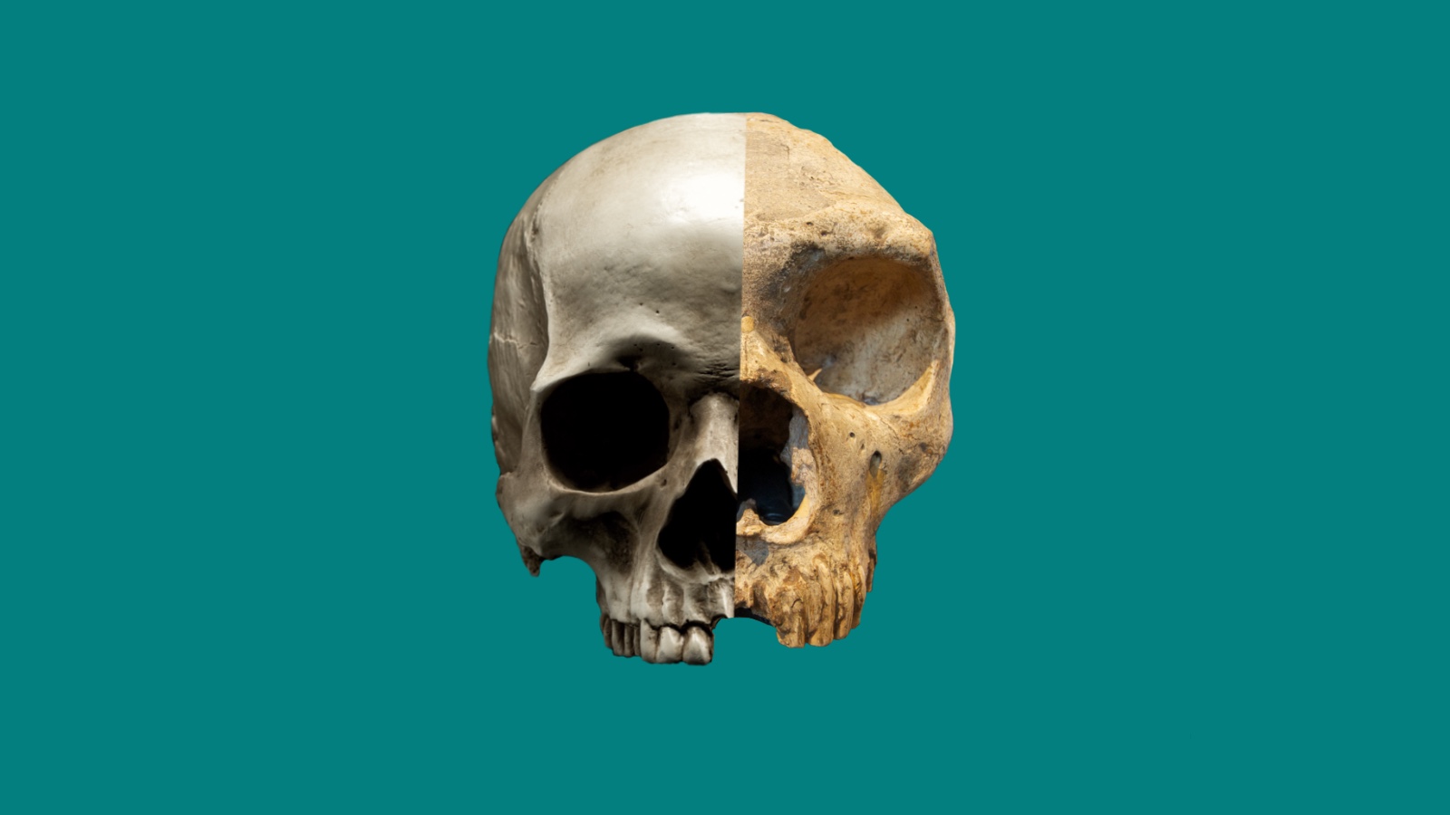 Single mutation helped separate human, Neanderthal brains - Big Think