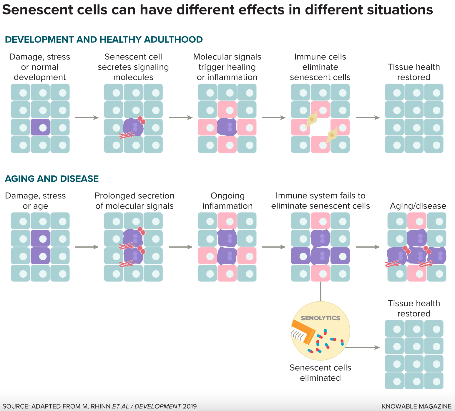 Could getting rid of old cells turn back the clock on aging? - Big Think