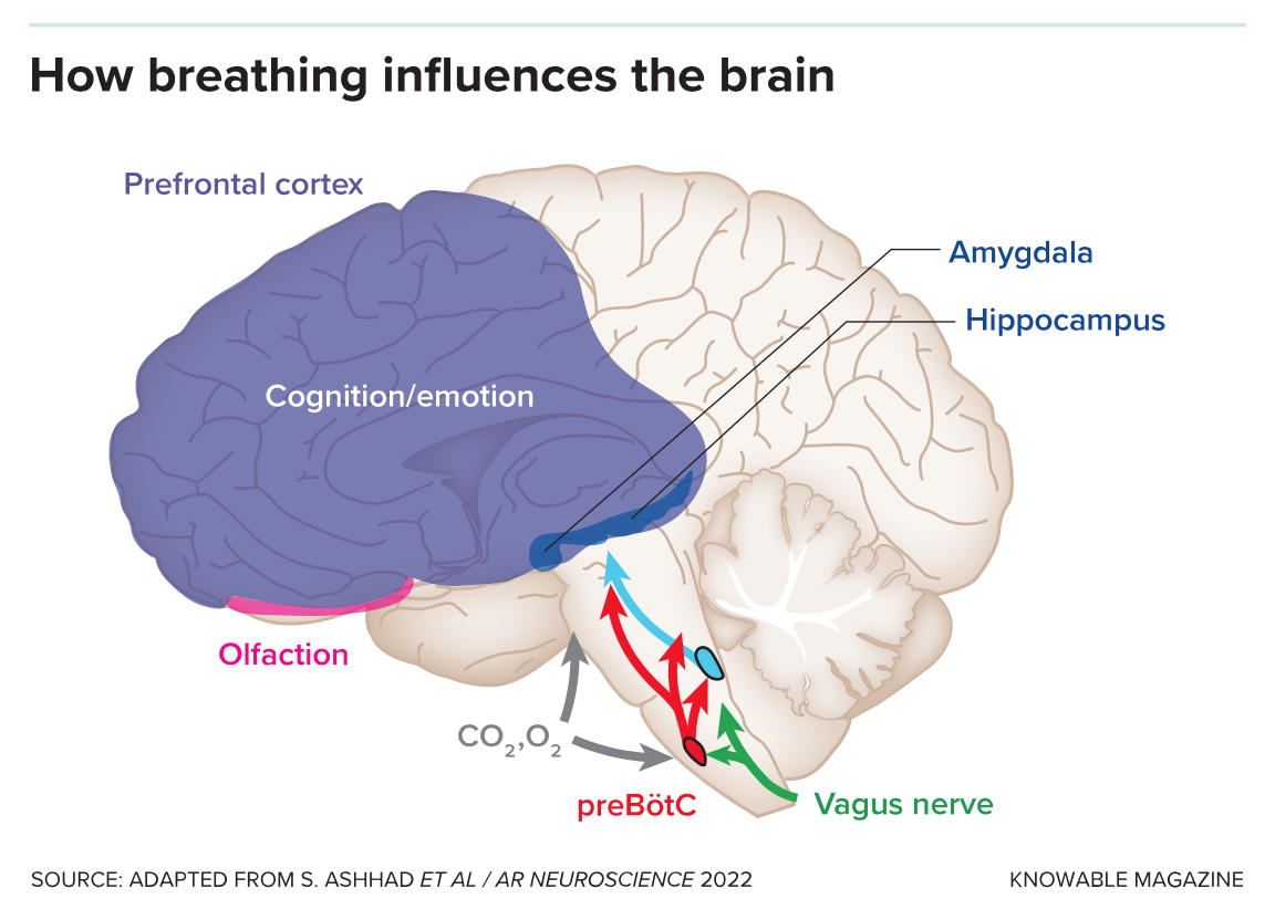 How you breathe affects your brain - Big Think