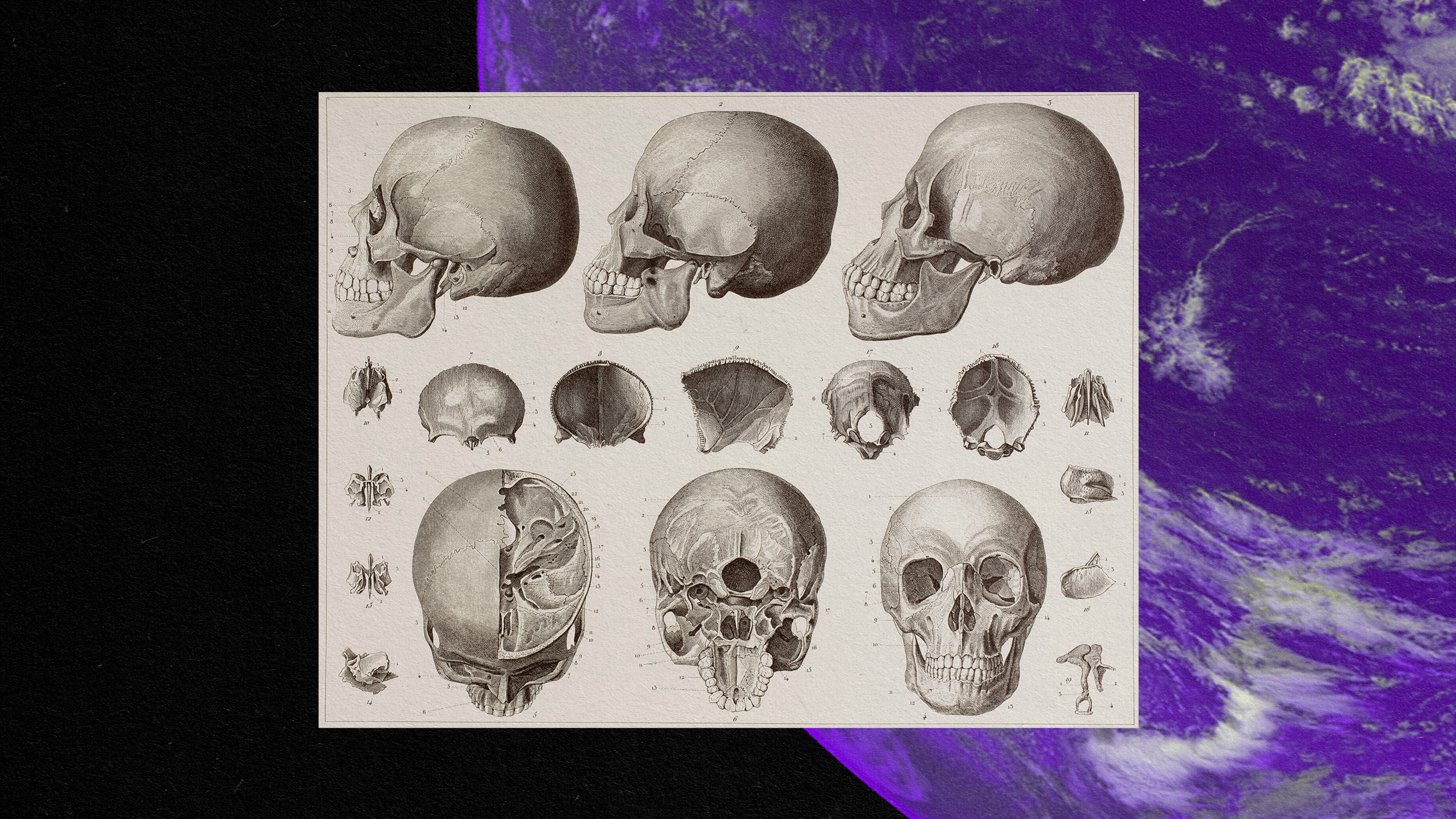 Homo sapiens is #9. Who were the 8 other human species? - Big Think