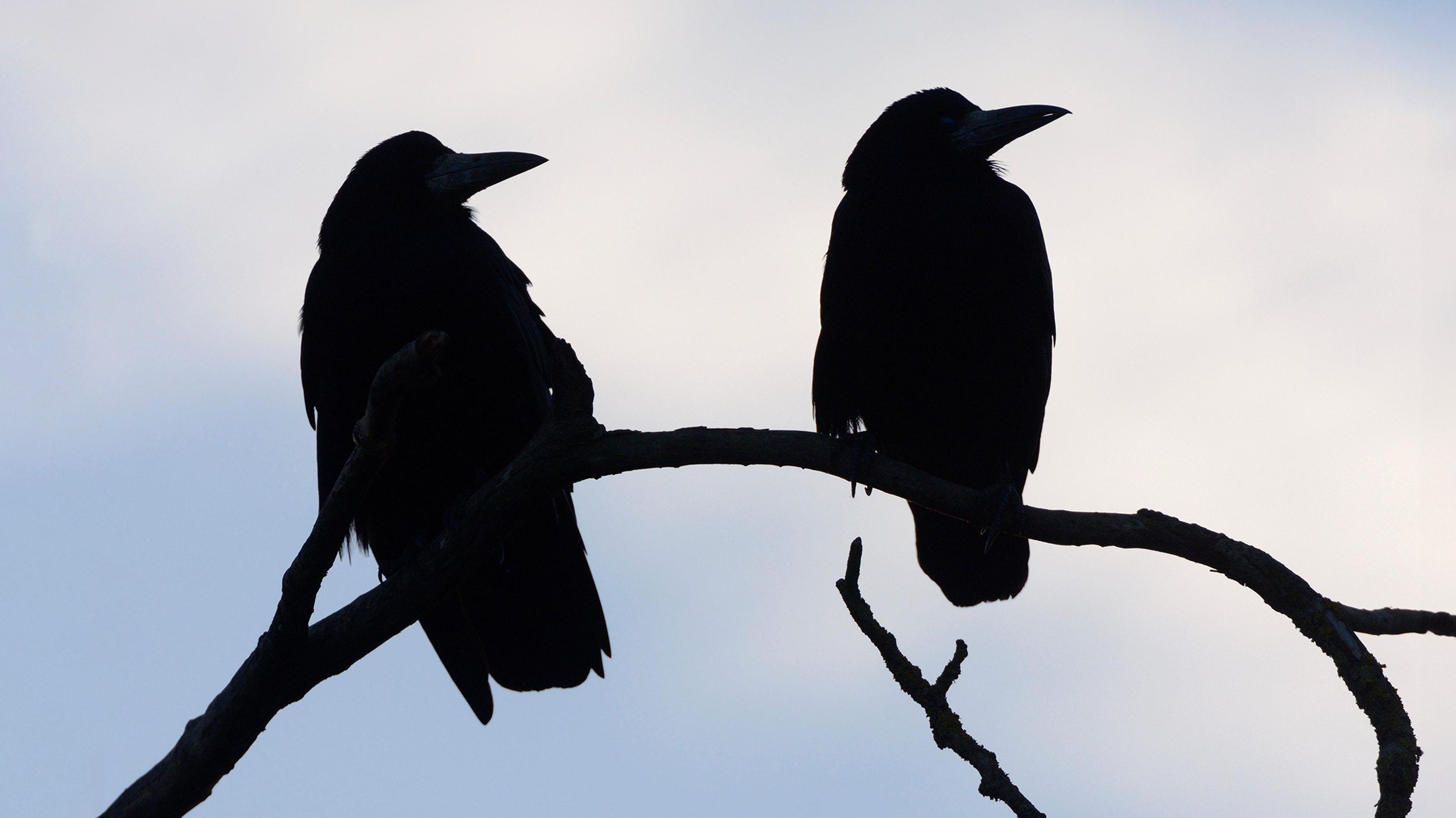 Crows use statistical inference to make informed decisions - Big Think